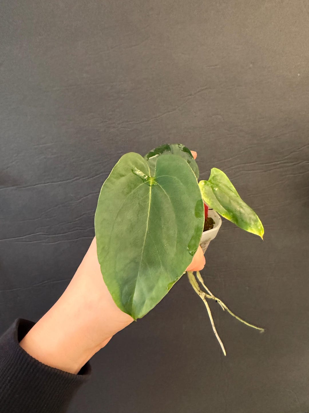 Anthurium RLFS X NSE Dressleri Seedling. Rooted Active Growing ...
