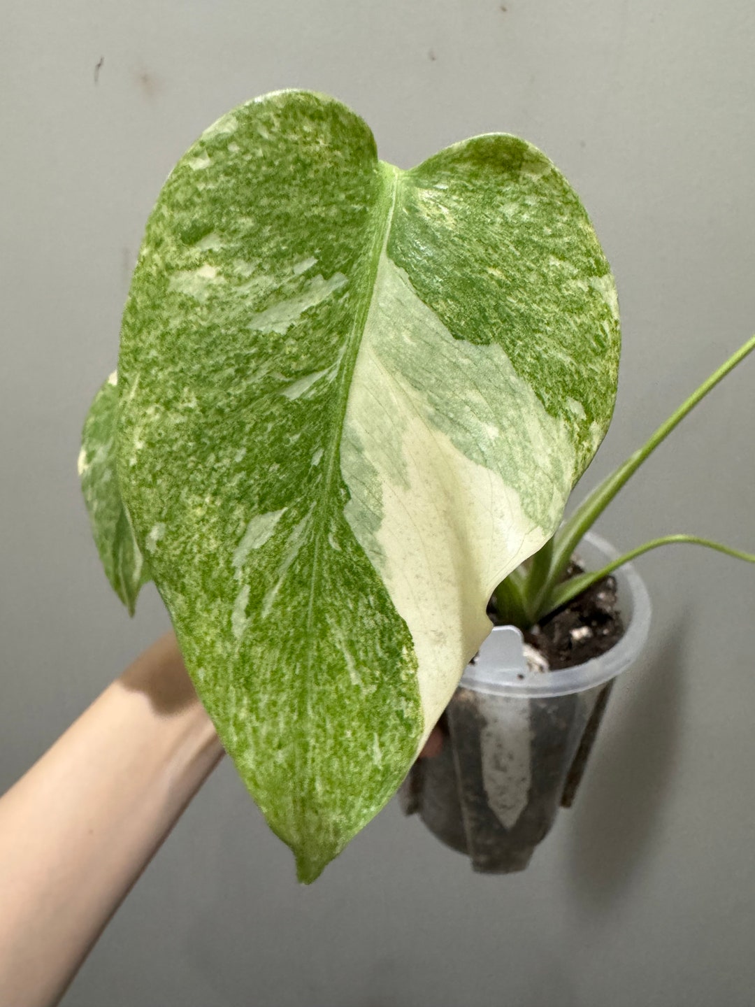 Monstera Double Mint Variegated Cutting Rooted Active Growing Plant ...