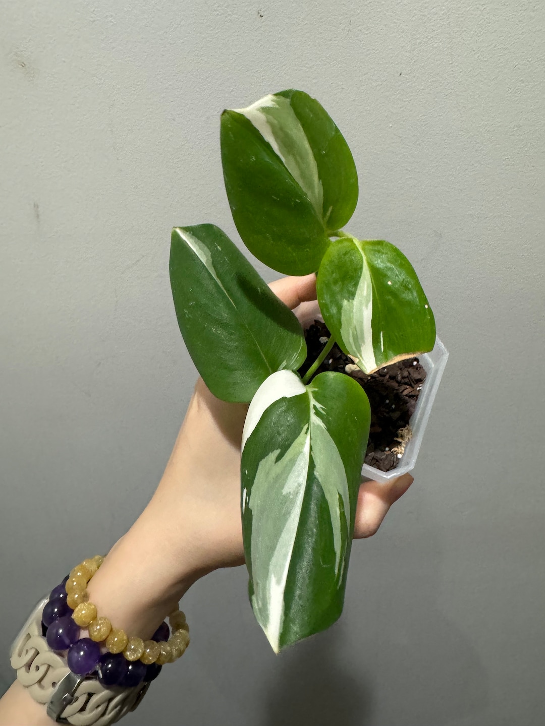 Variegated Scindapsus Treubii Moonlight Albo Variegated Rooted Cutting ...