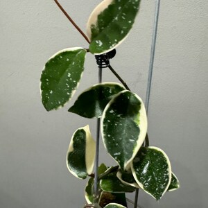 Hoya Carnosa Queen Splash Rooted Active Growing. Splashy Queen. Large ...
