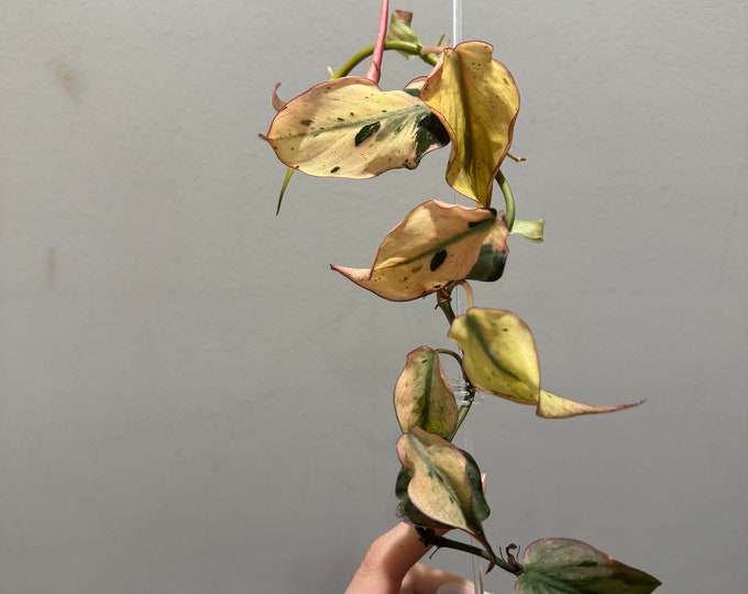 Philodendron Micans Mint Variegated Rooted Active Growing Large Plant ...