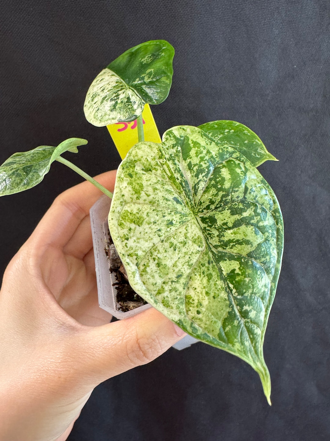 Alocasia Dragon Scale Mint Variegated Rooted Active Growing Plant ...