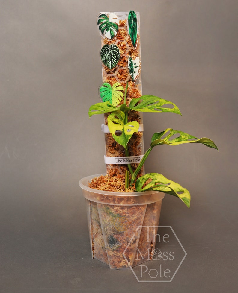 Stackable Moss Pole New Design From the Moss Pole. US Seller - Etsy