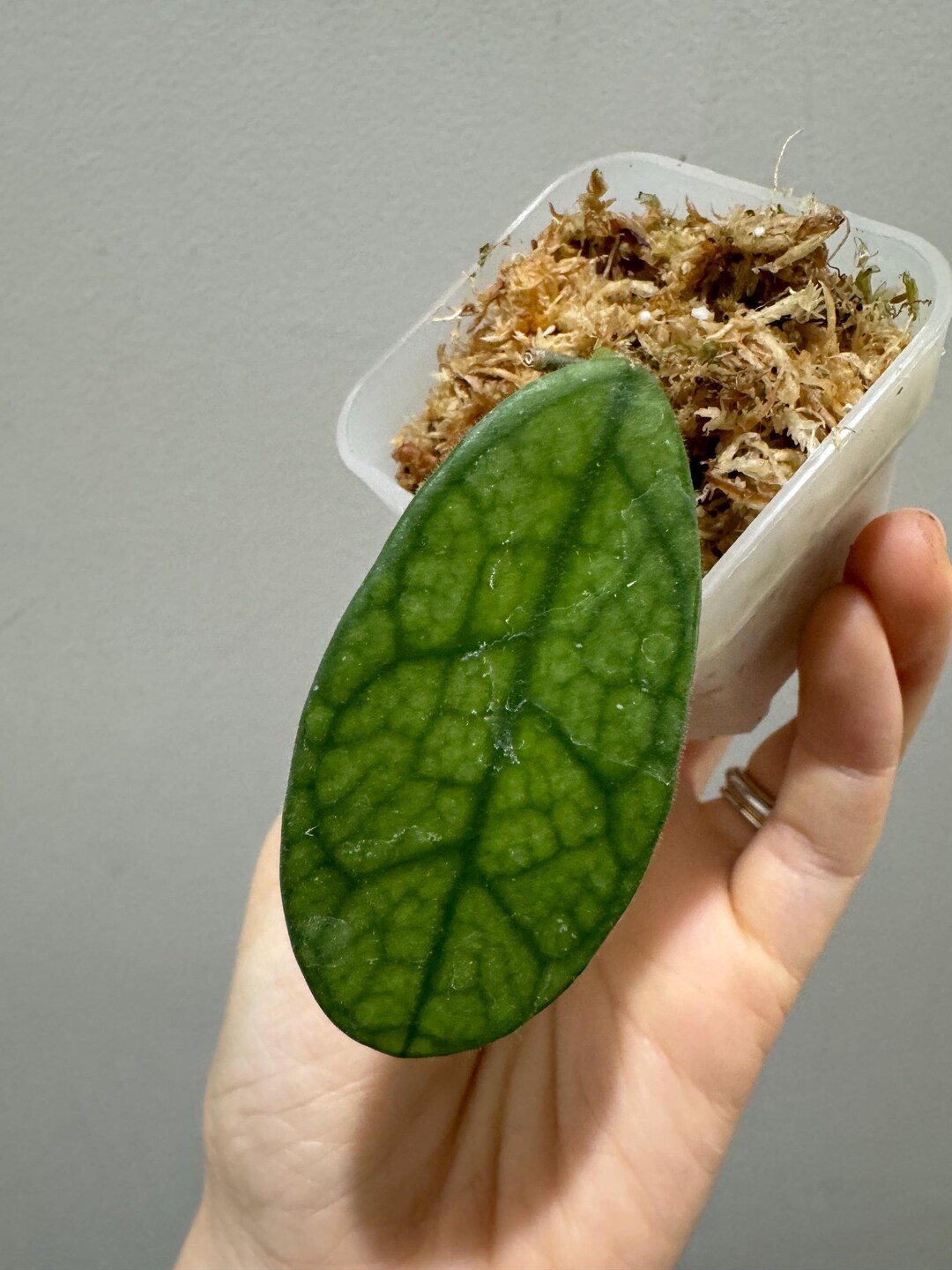 Hoya Lyi Noid Rooted Cutting. Exact Plant Fast Shipping - Etsy
