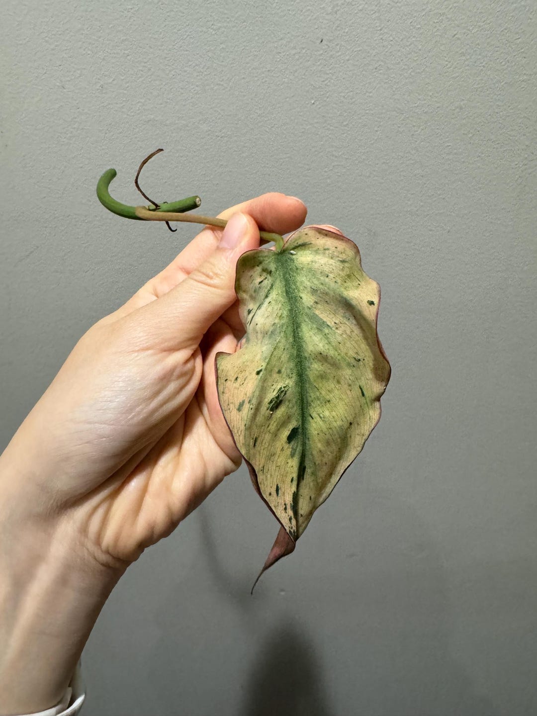 Philodendron Micans Mint Variegated Cuttingus Seller - Etsy