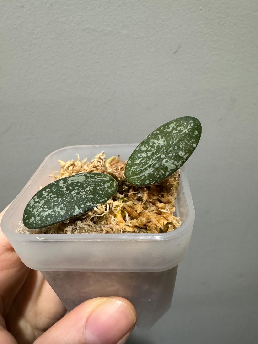 Hoya Sigillatis Splash Round Leaf Cutting. Variegated Hoya. Exact Plant ...