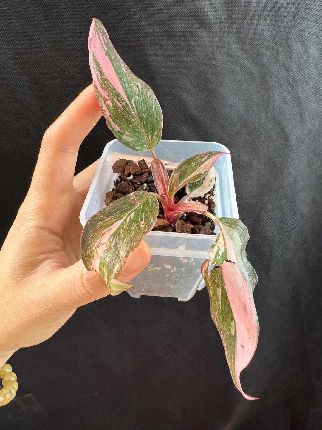 Philodendron Pink Princess Galaxy Active Growing Plant. Exact Plant - Etsy