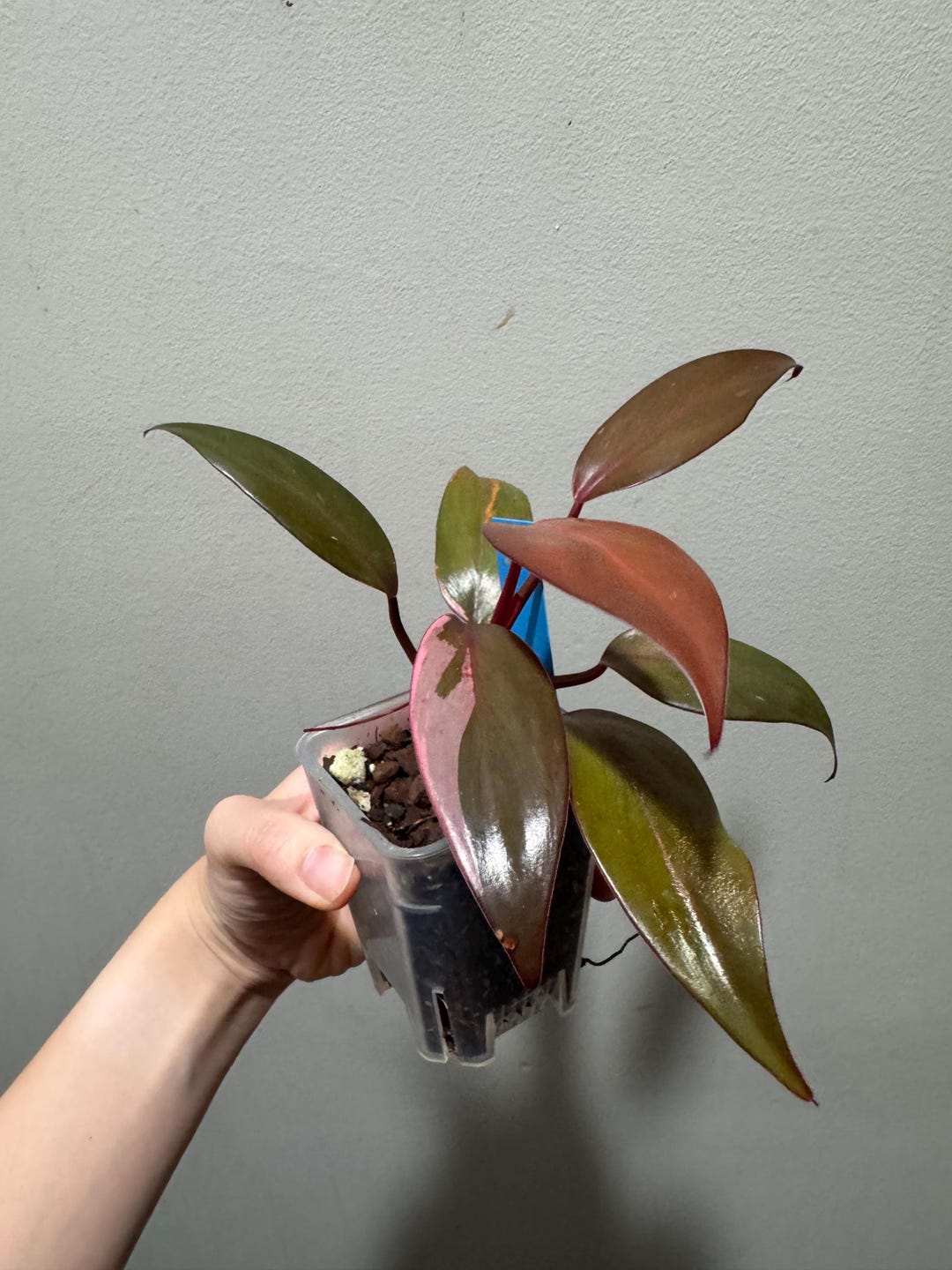 Philodendron Persimmon Princess Rooted Cutting. Super Rare Plant From ...