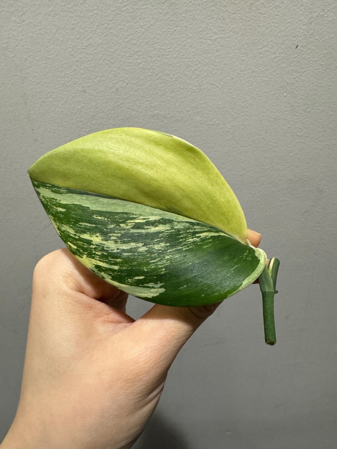 Variegated Scindapsus Rubicon Scindapsus Treubii Moonlight Aurea ...