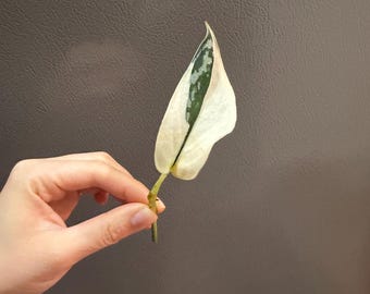 Scindapsus Mayari Variegated Cutting With Water Roots , Exact Plant ...
