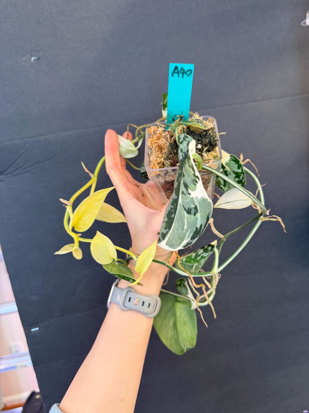 Scindapsus Mayari Variegated Rooted Cutting Active Growing Large Plant ...