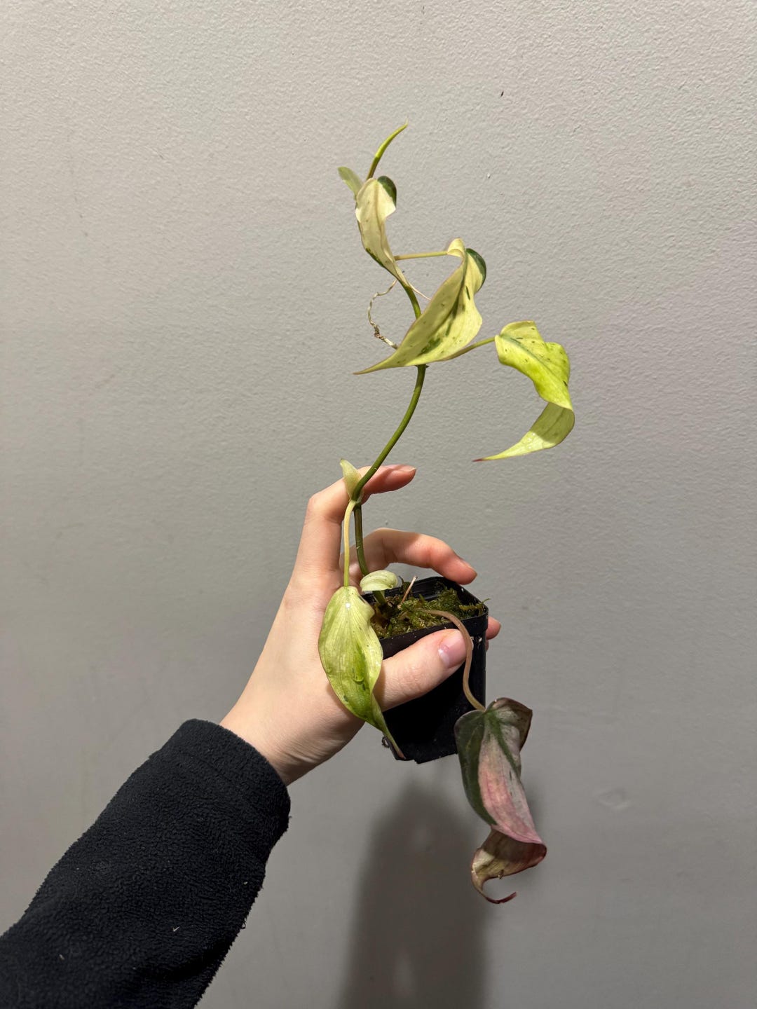 Philodendron Micans Mint Variegated Rooted Active Growing Large Plant ...