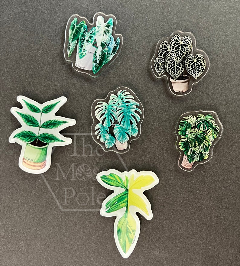 Anthurium Clarinervium Magnet | Plant Lover Gift | Plant Kitchen Decor ...