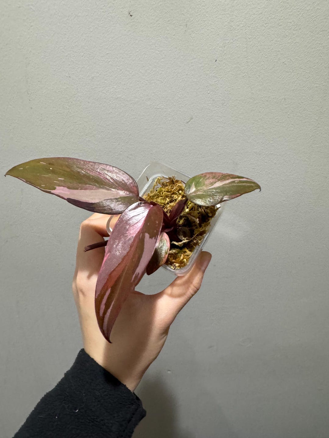 Philodendron Pink Princess Fire Red / Philodendron Fire Princess ...