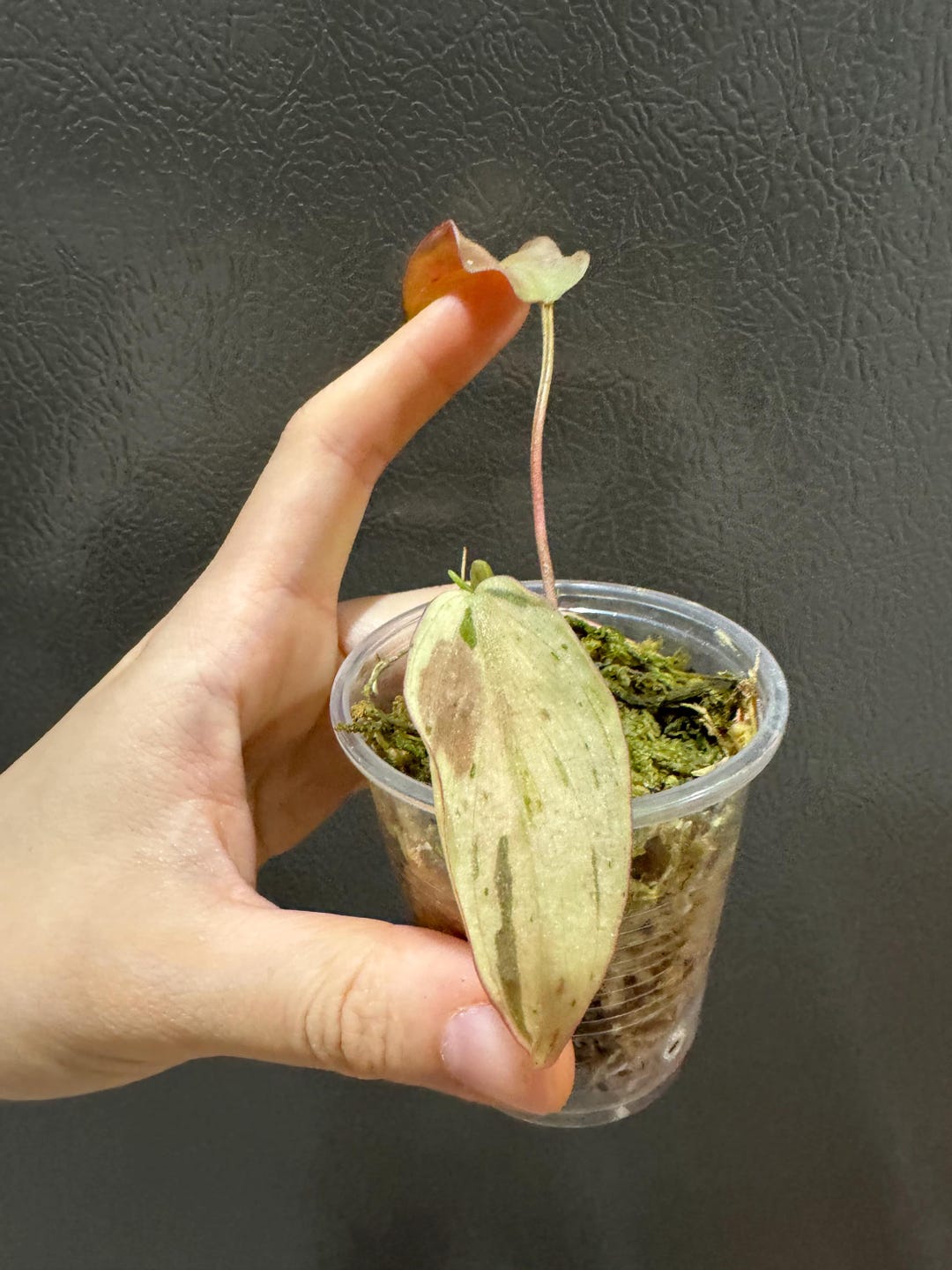 Philodendron Micans Mint Variegated Rooted Active Growing Plantus ...