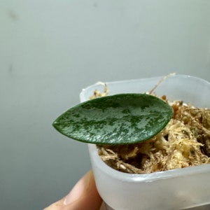 Hoya Lima Splash Cutting. High Splash. Exact Plant Ships Fast - Etsy