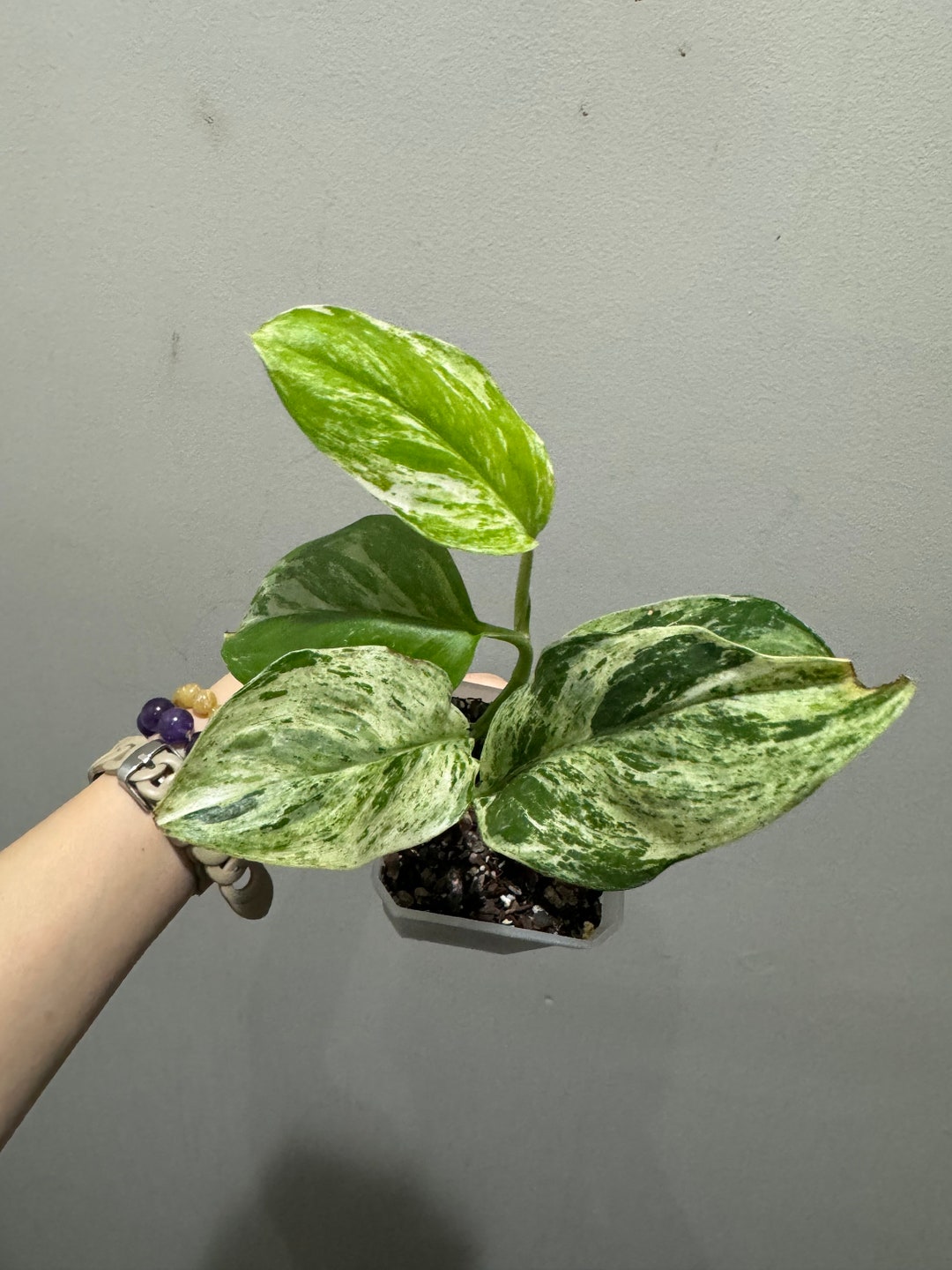 Variegated Scindapsus Truebii Marble Rooted Cutting Active Growing ...