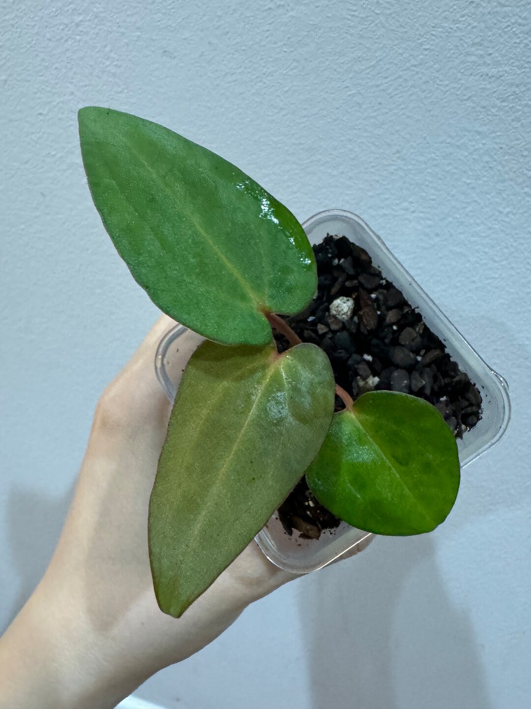 Anthurium Carla X BVEP Active Growing Plant Exact Plant. Anthurium ...