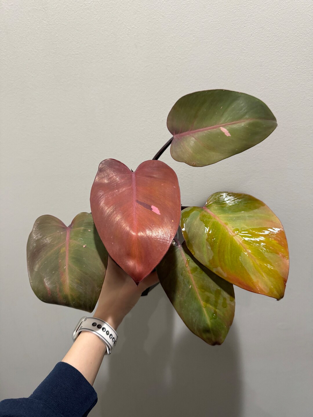 Philodendron Persimmon Princess Super Rare Plant From Kunzo - Etsy
