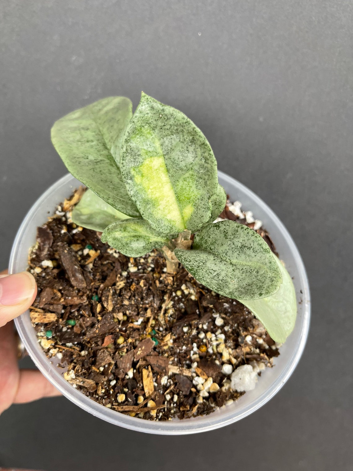 Hoya Argentea Princess Fully Rooted 6 Inches Pot. Exact Plant - Etsy