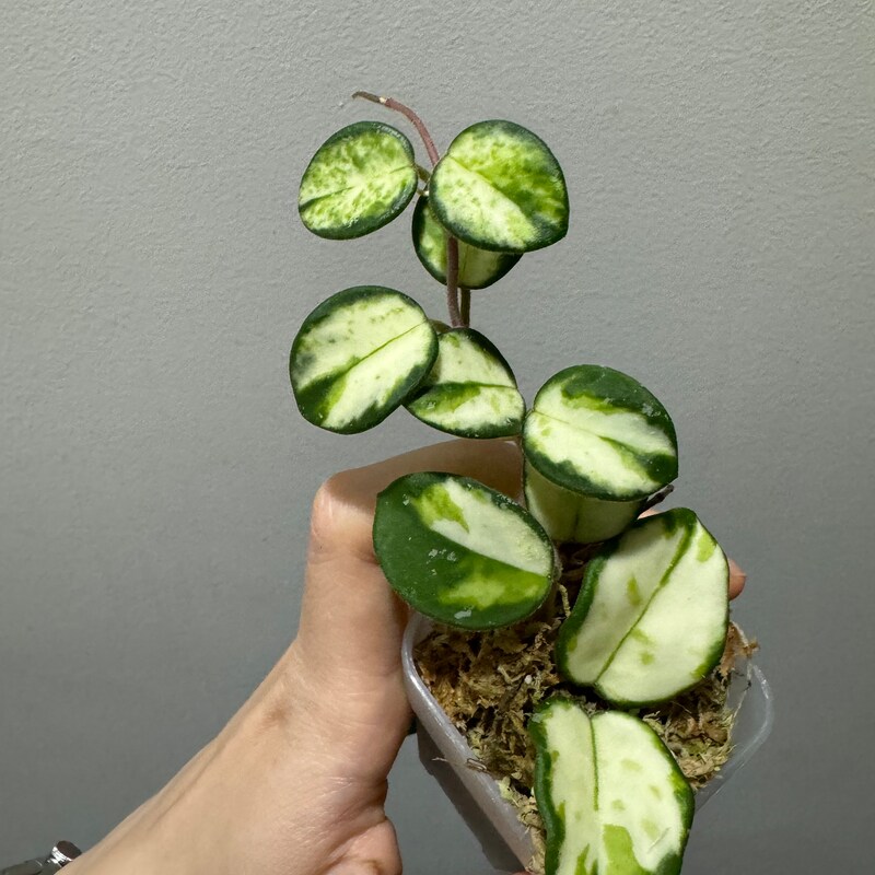 Hoya Mathilde - Etsy