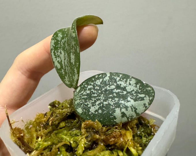 Hoya Sigillatis Splash Round Leaf Rooted Cutting Active Growing ...