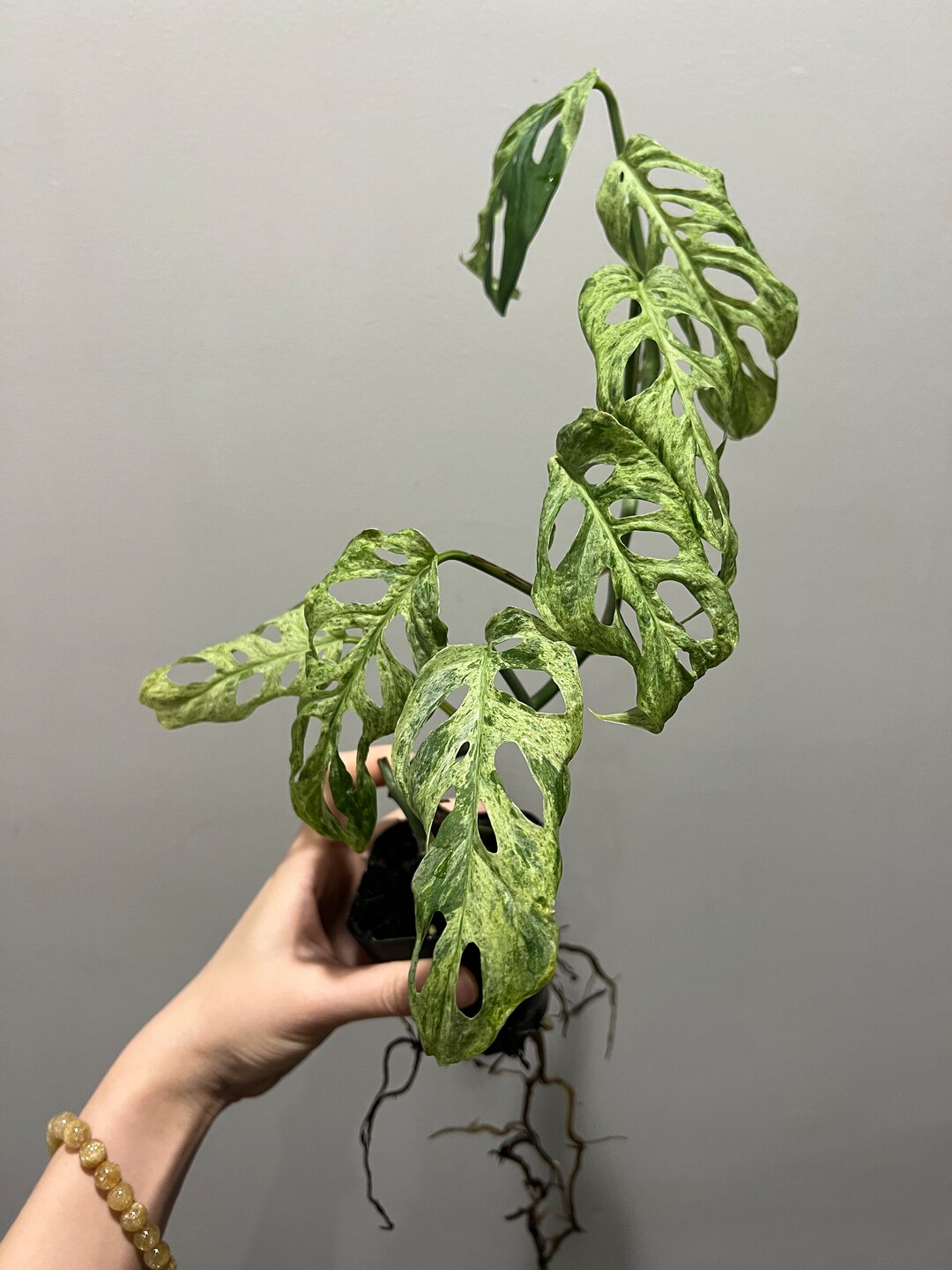Rare Monstera Laniata Mottled High Variegation Rooted Active Growing ...