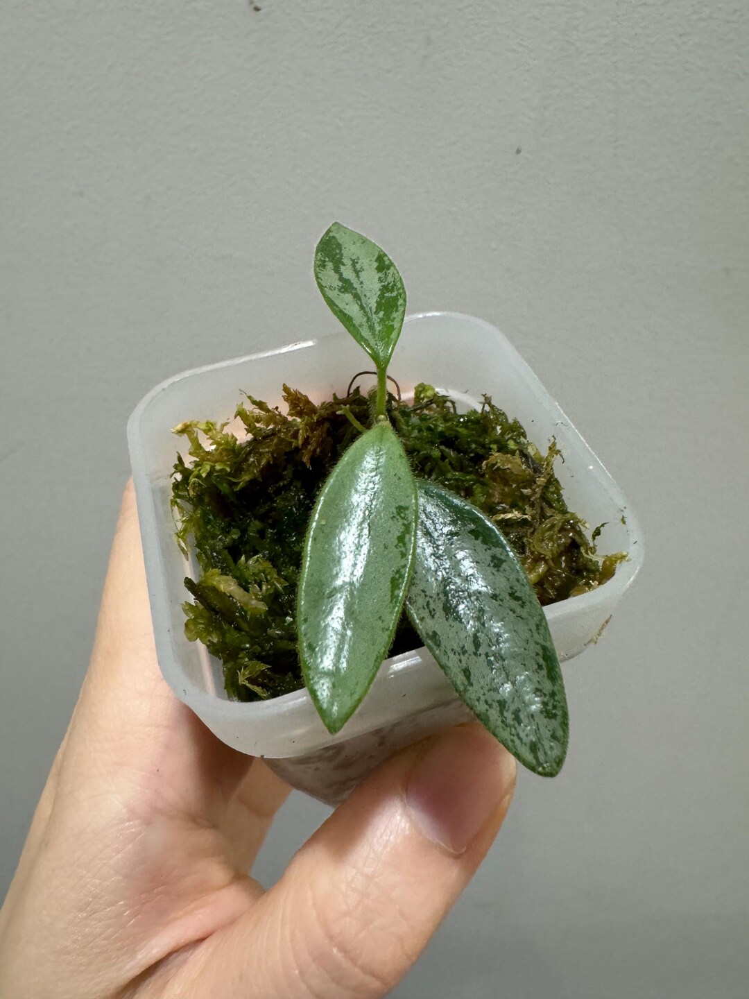 Hoya Lima Silver Splash Rooted Cutting Active Growing. Exact Plant Ship ...