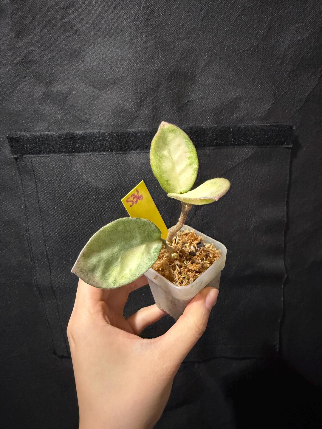 Hoya Argentea Princess Lightly Rooted Cutting. Exact Plant Fast ...