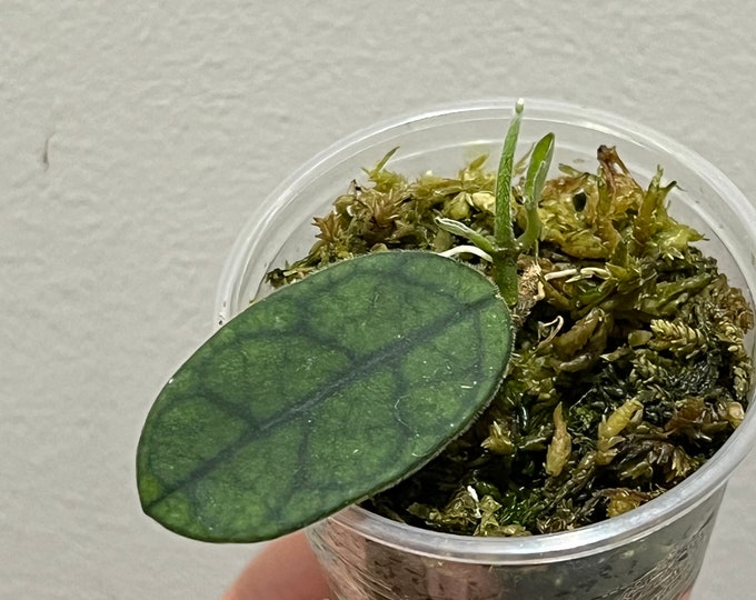 Hoya Lyi Noid Rooted Cutting Active Growing. Exact Plant Fast Shipping ...