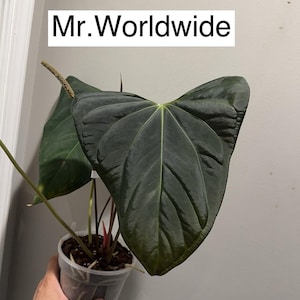 Anthurium RLFS X Mr. Worldwide Active Growing Plant! Exact Plant Fast ...