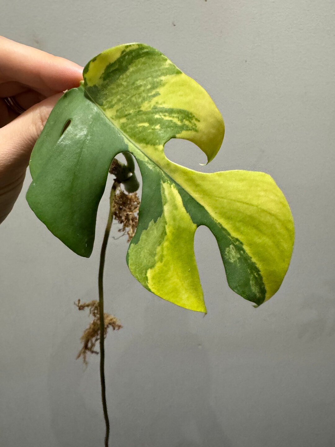 Rhaphidora Tetrasperma Aurea Variegated Rooted Cutting Active Growing ...