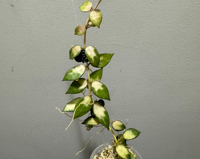 Hoya Lacunosa Golden Flame Rooted Active Growing. Exact Plant Fast ...