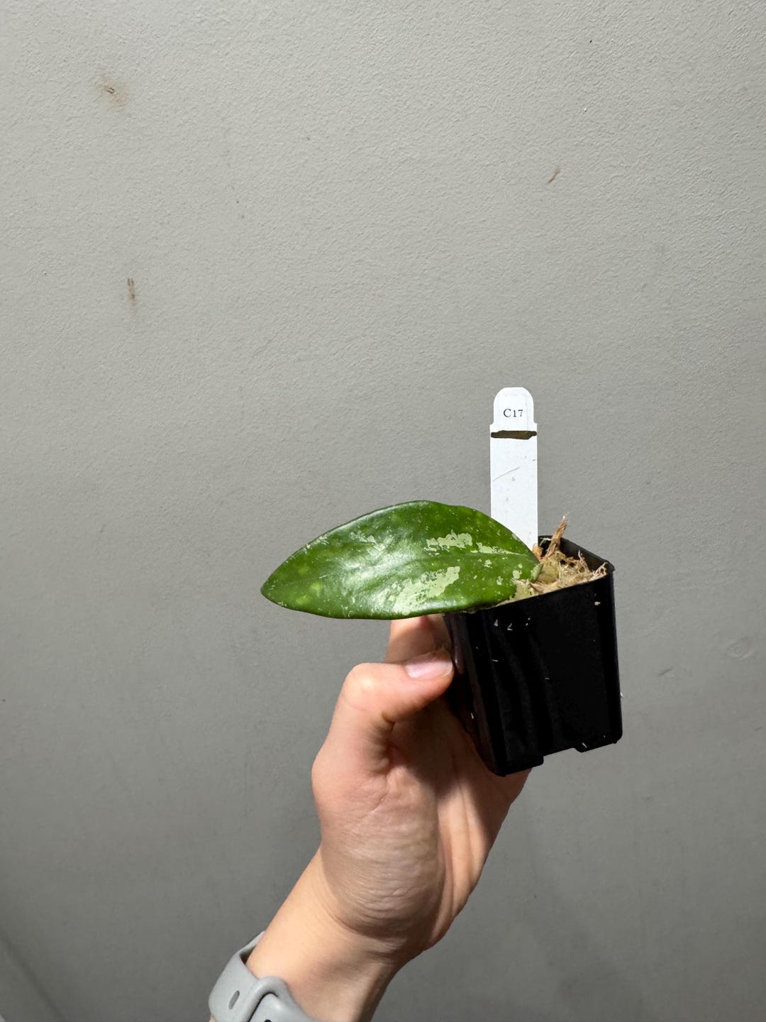 Hoya Snow Cui Splash ( Cuixue Splash) Cutting . Exact Plant Fast ...