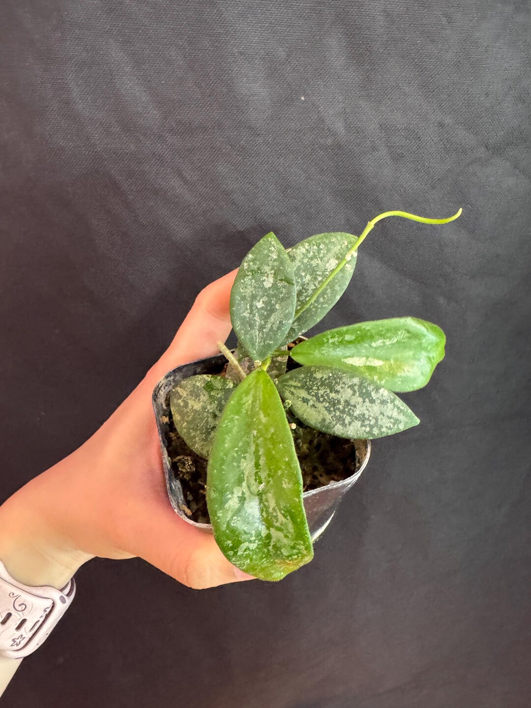Hoya Collina Noid Silver Splash Rooted Cutting Active Growing. Exact ...