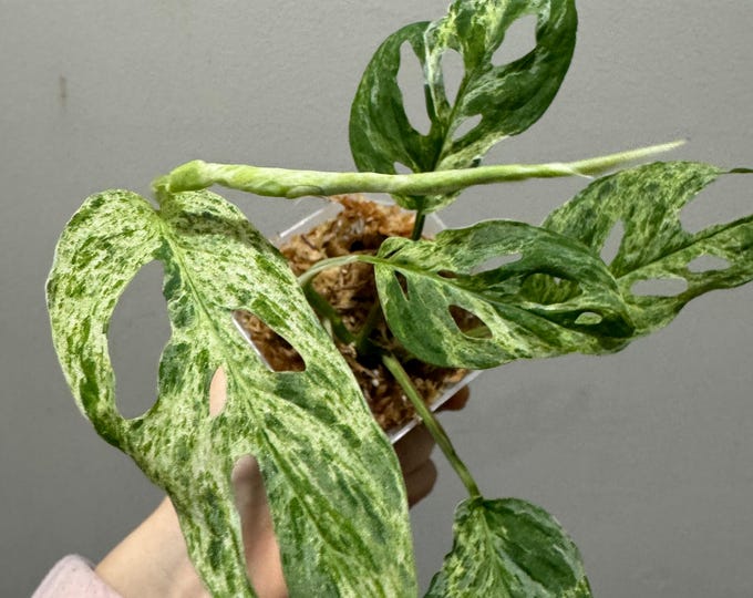 Monstera Laniata Mottled High Variegation Rooted Active Growing Plant ...