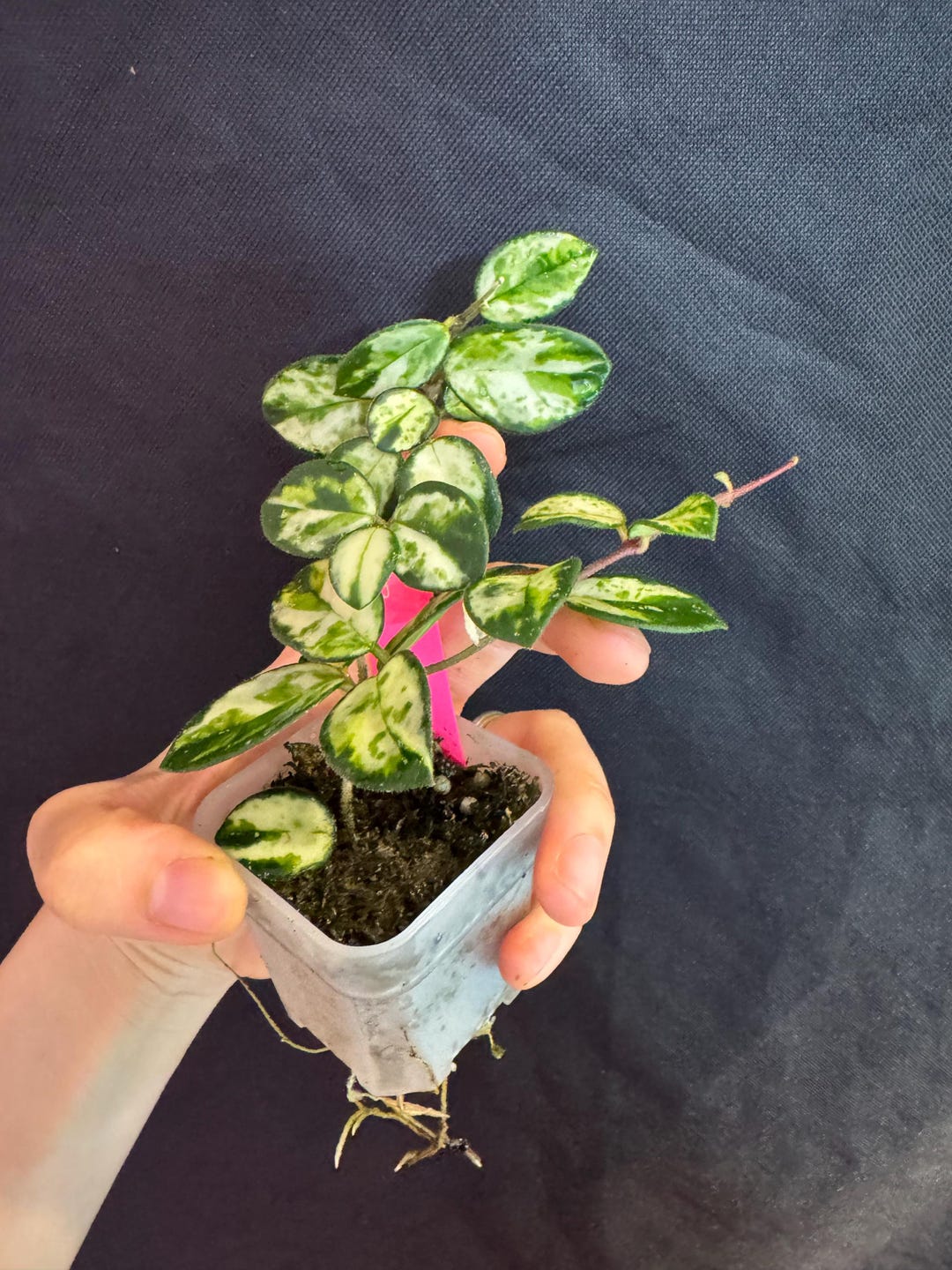 Hoya Mathilde Variegated Rooted Active Growing. Exact Plant Fast ...