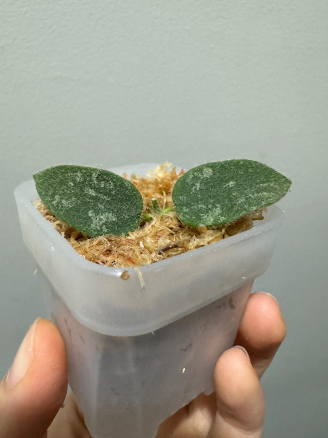 Hoya Fuzzy Thomsonii With Splash Cutting. Exact Plant Fast Shipping - Etsy