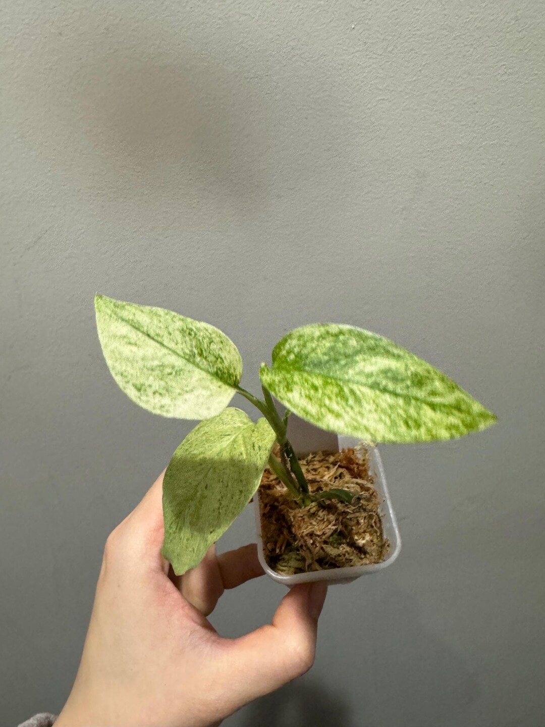 Monstera Laniata Mint Variegated Narrow Form Rooted Cutting Active ...