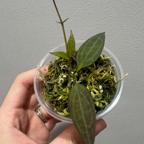 Hoya “microdwarf” - Etsy