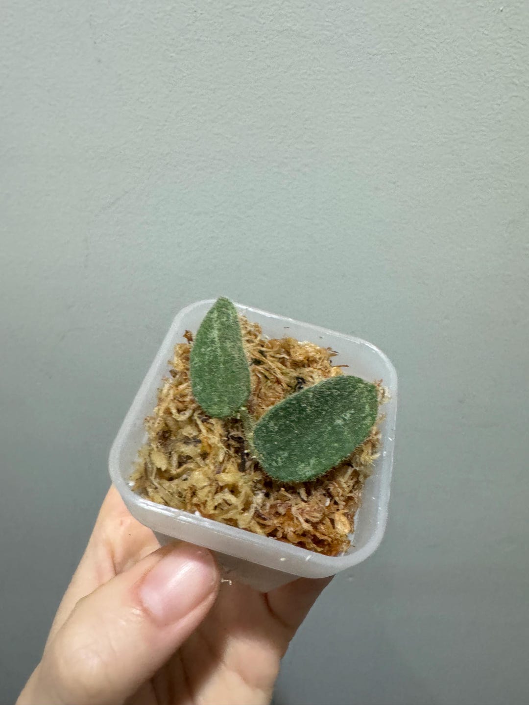 Hoya Fuzzy Thomsonii With Splash Cutting. Exact Plant Fast Shipping - Etsy