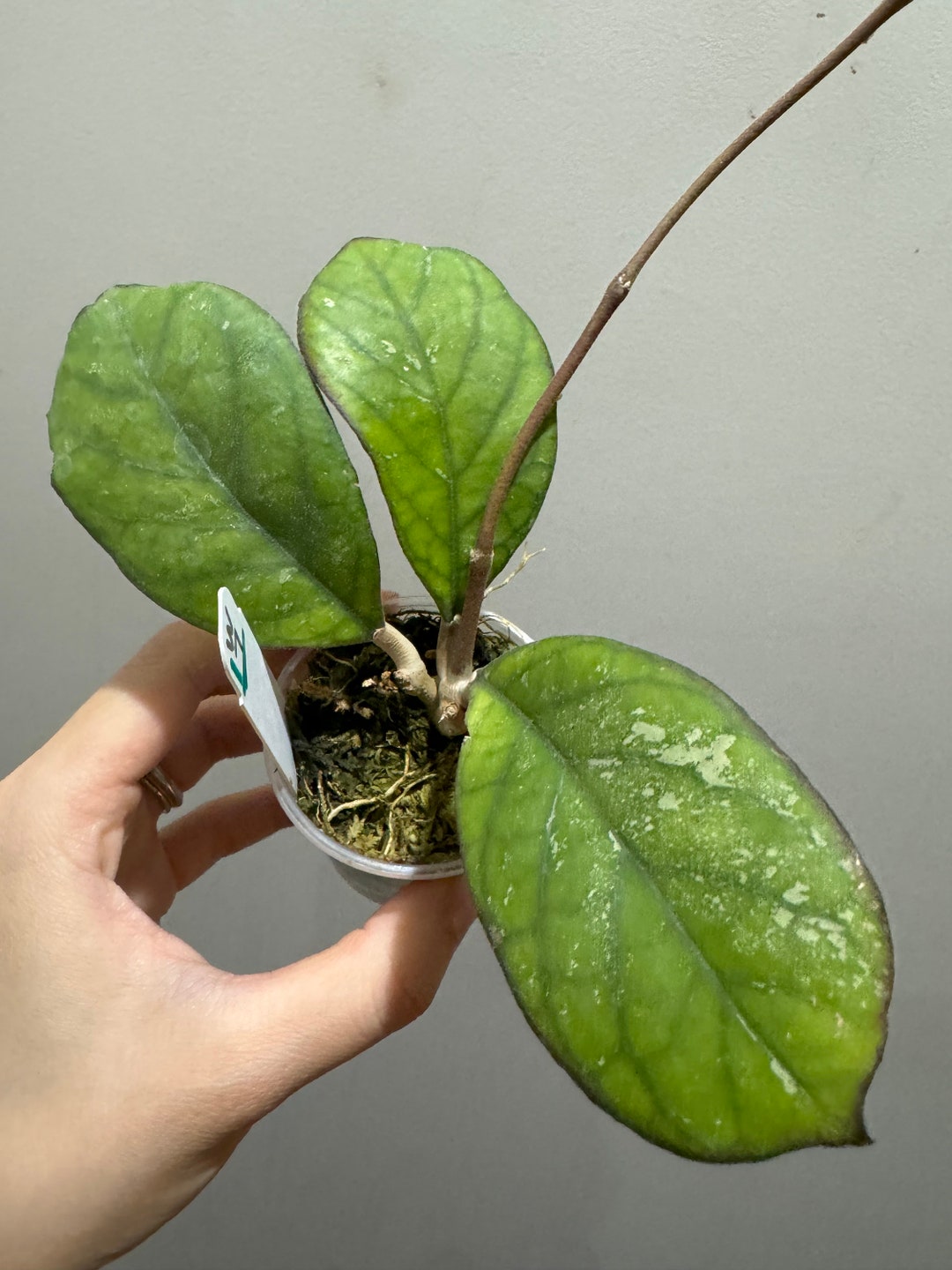 Hoya Seedling Selection by Ice Patcharawalai Rooted Active Growing ...