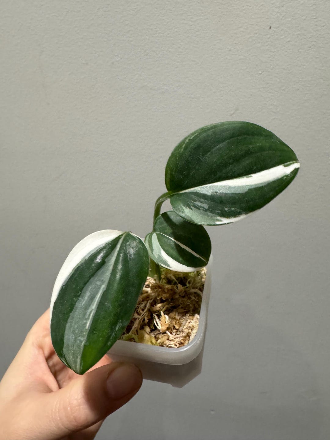Scindapsus Variegated Blue Albo Rooted Cutting US Seller! - Etsy