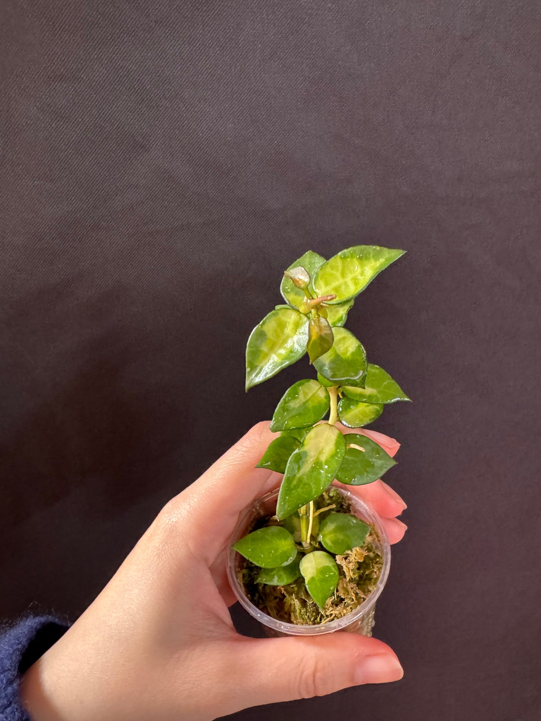 Hoya Lacunosa Golden Flame Rooted Active Growing. Exact Plant Fast ...