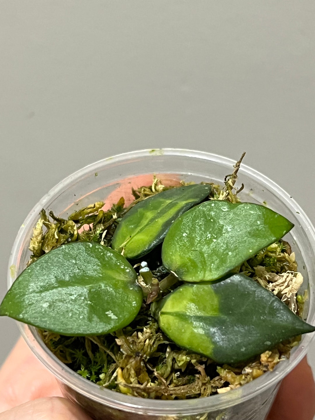 Hoya Lacunosa Golden Flame Rooted Active Growing. Exact Plant - Etsy