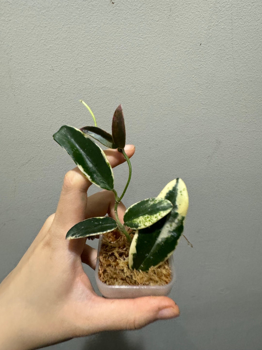 Hoya Lyi Prism Rooted Cutting Active Growing Two Growing Points. Exact ...
