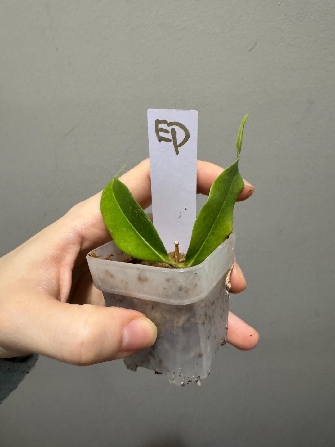 Hoya Medusa Rooted Cutting Active Growing. Exact Plant Fast Shipping - Etsy