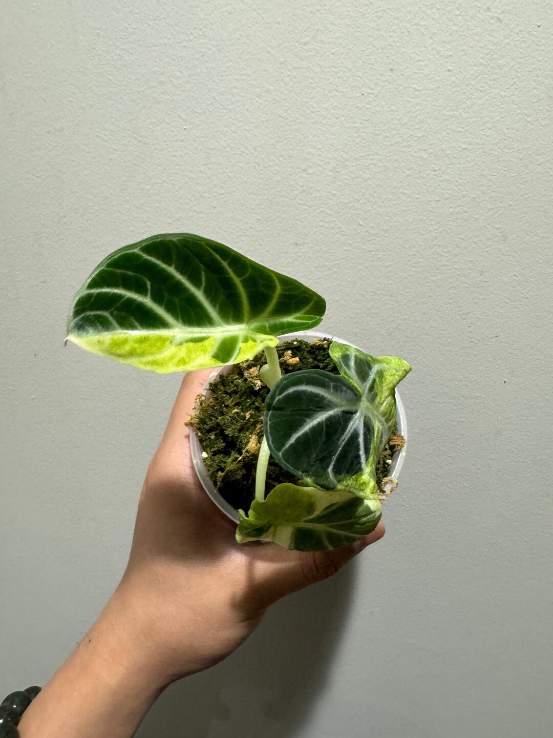 Alocasia Ninja Variegated Mother Plant. Exact Plant - Etsy