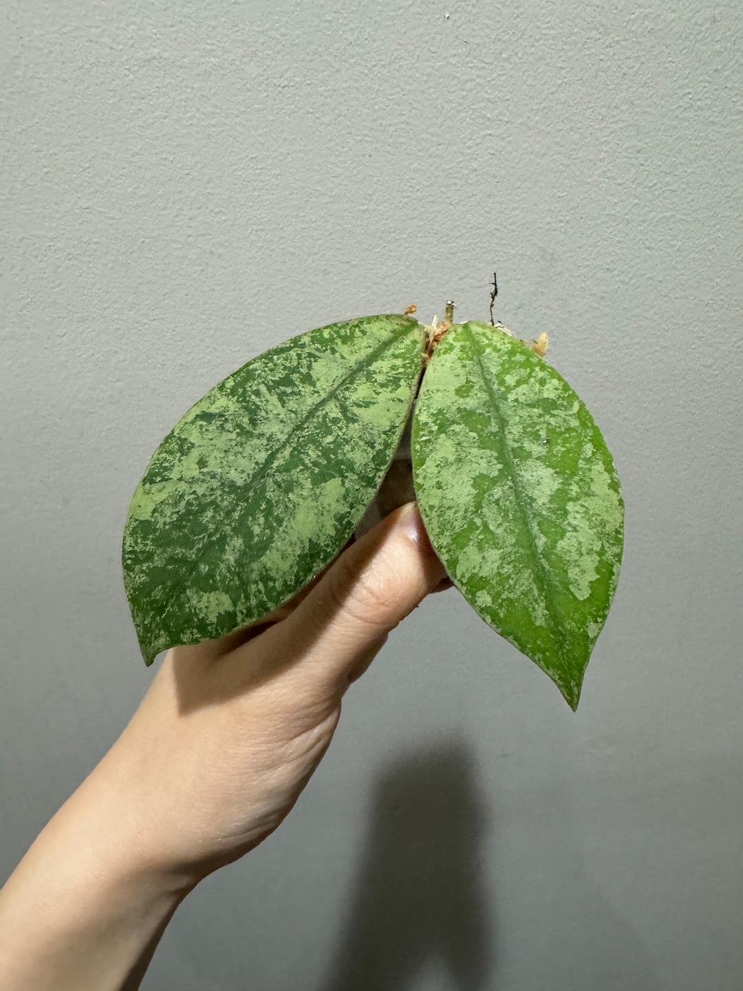 Hoya Aff Lambii Silver Splash Cutting. Fast Shipping From Virginia - Etsy