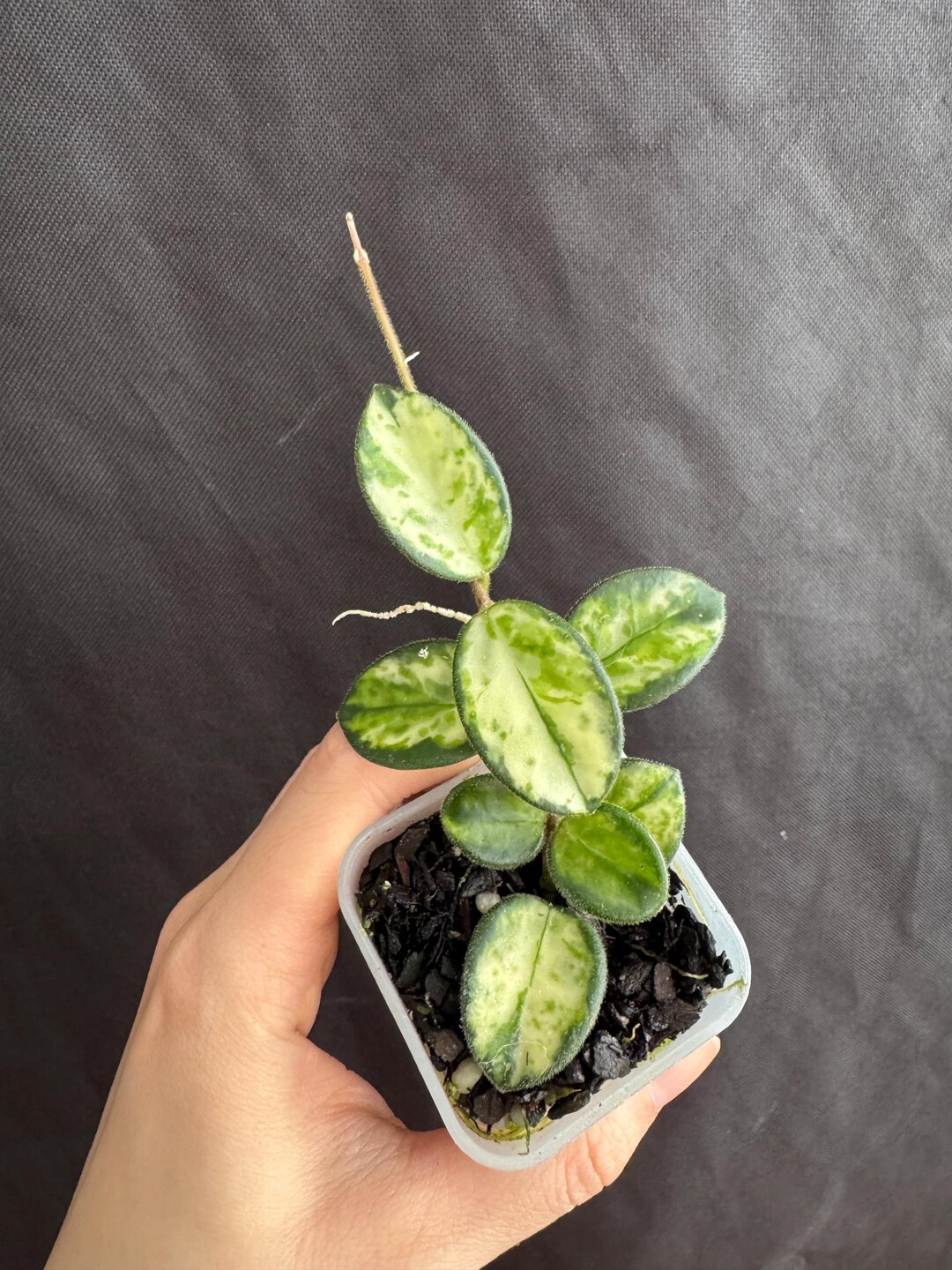 Hoya Mathilde Variegated Rooted Active Growing. Exact Plant Fast ...